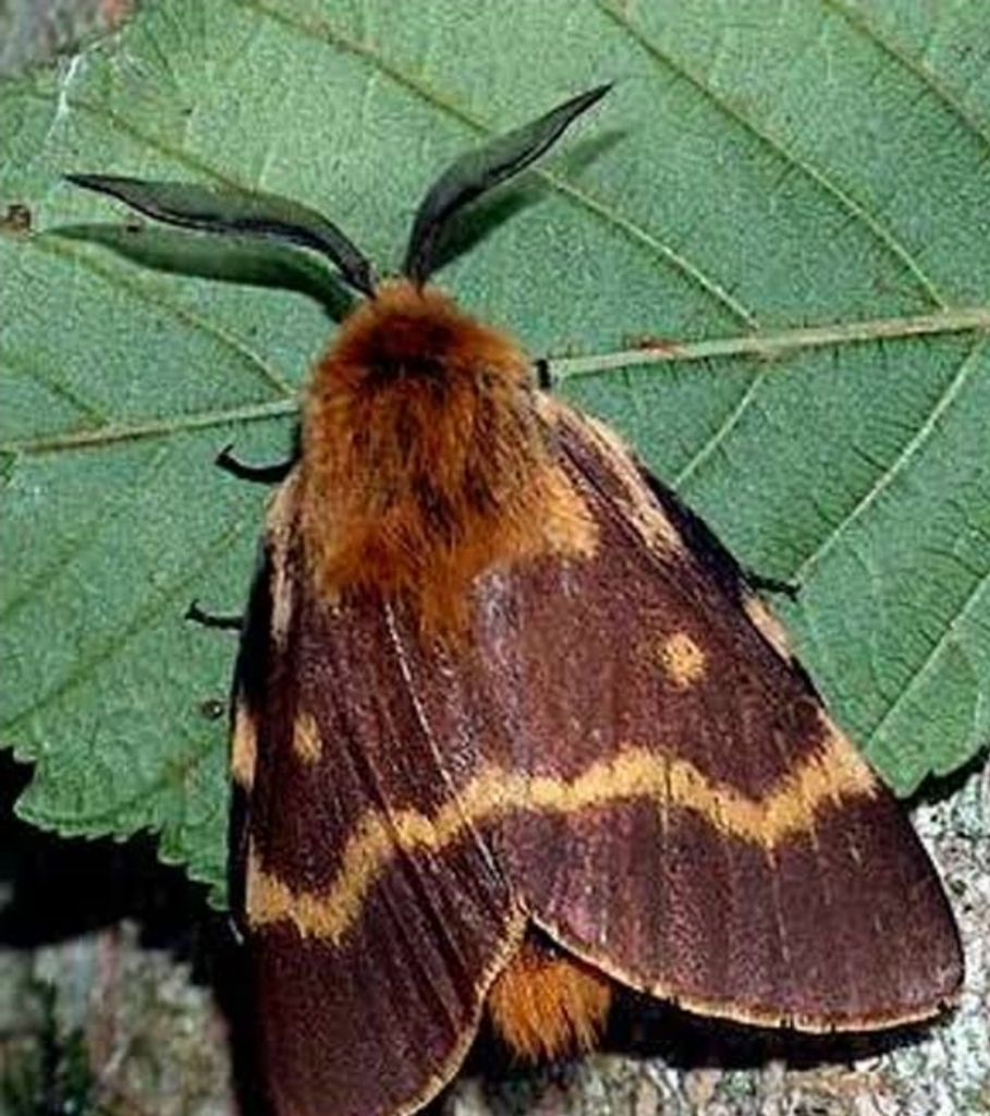 Brahmin Moths from Issste, 68040 Oaxaca de Juárez, Oax., México on ...
