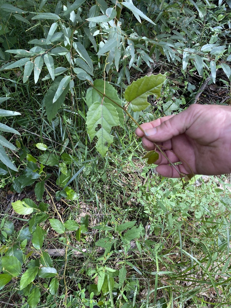 Kangaroo Vine from Redbank Creek, QLD, AU on April 27, 2024 at 10:59 AM ...