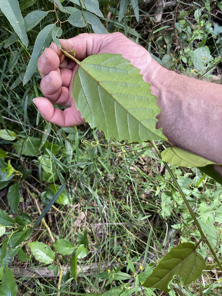 Kangaroo Vine from Redbank Creek, QLD, AU on April 27, 2024 at 10:59 AM ...