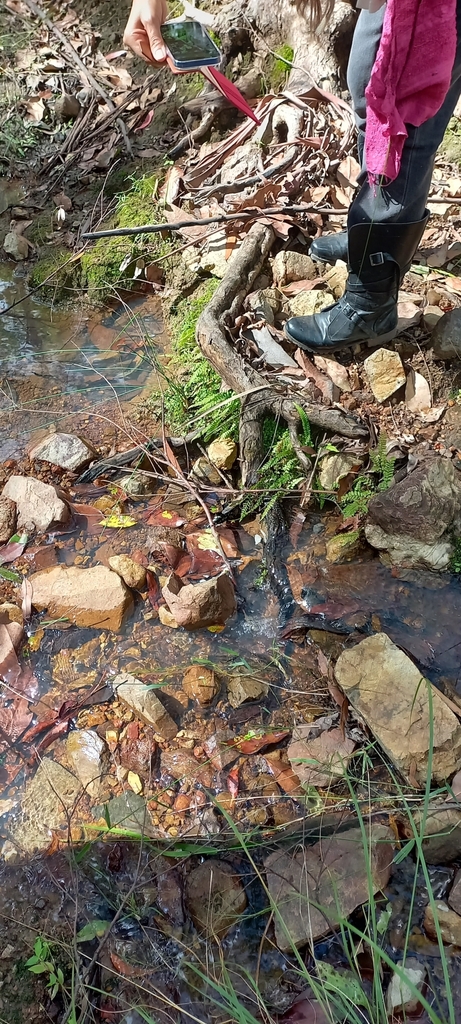 Something from Redbank Creek QLD 4312, Australia on April 27, 2024 at ...