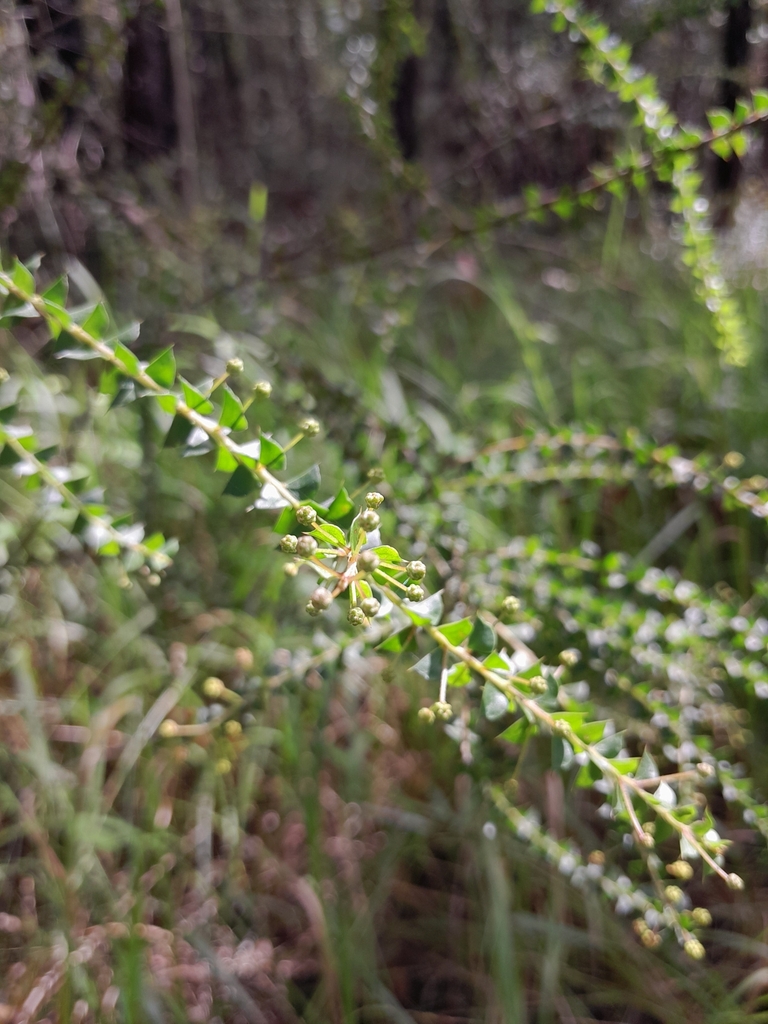 yellow prickly moses from Landsborough QLD 4550, Australia on April 27 ...