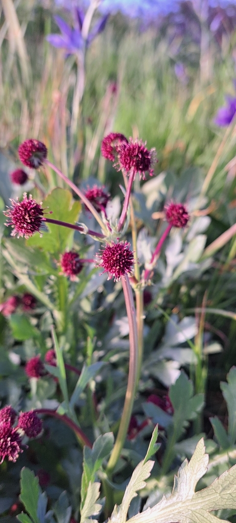 Purple Sanicle from Oak Bay, BC, Canada on April 26, 2024 at 07:11 PM ...