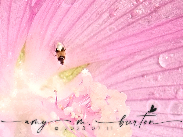 insidious flower bug from Lombard, IL, USA on July 11, 2023 at 05:50 PM ...