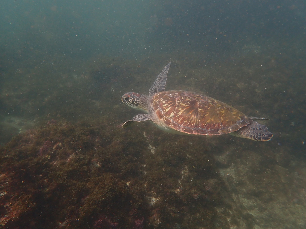 Green Sea Turtle from Coral Sea, Byron Bay, NSW, AU on April 27, 2024 ...