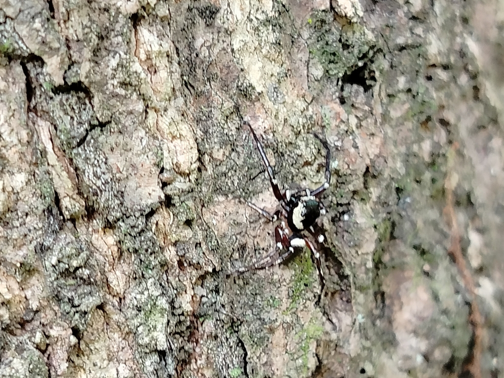 Chalcotropis from Apokon, Tagum, Davao del Norte, Philippines on April ...