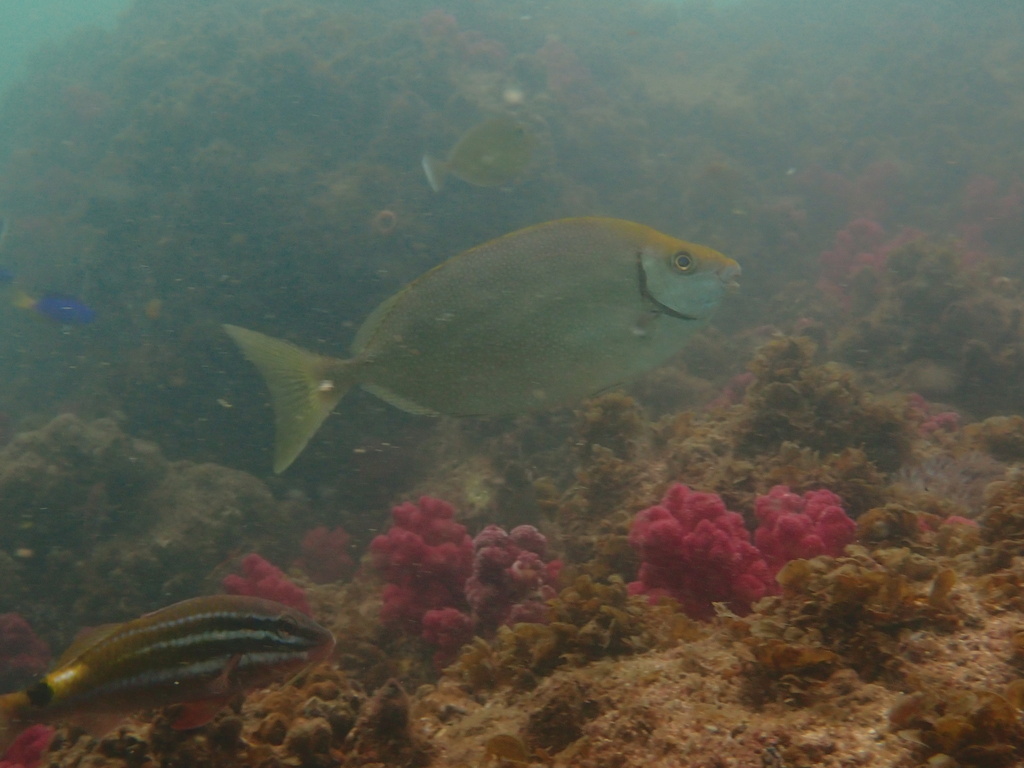 Black Rabbitfish from Coral Sea, Byron Bay, NSW, AU on April 27, 2024 ...