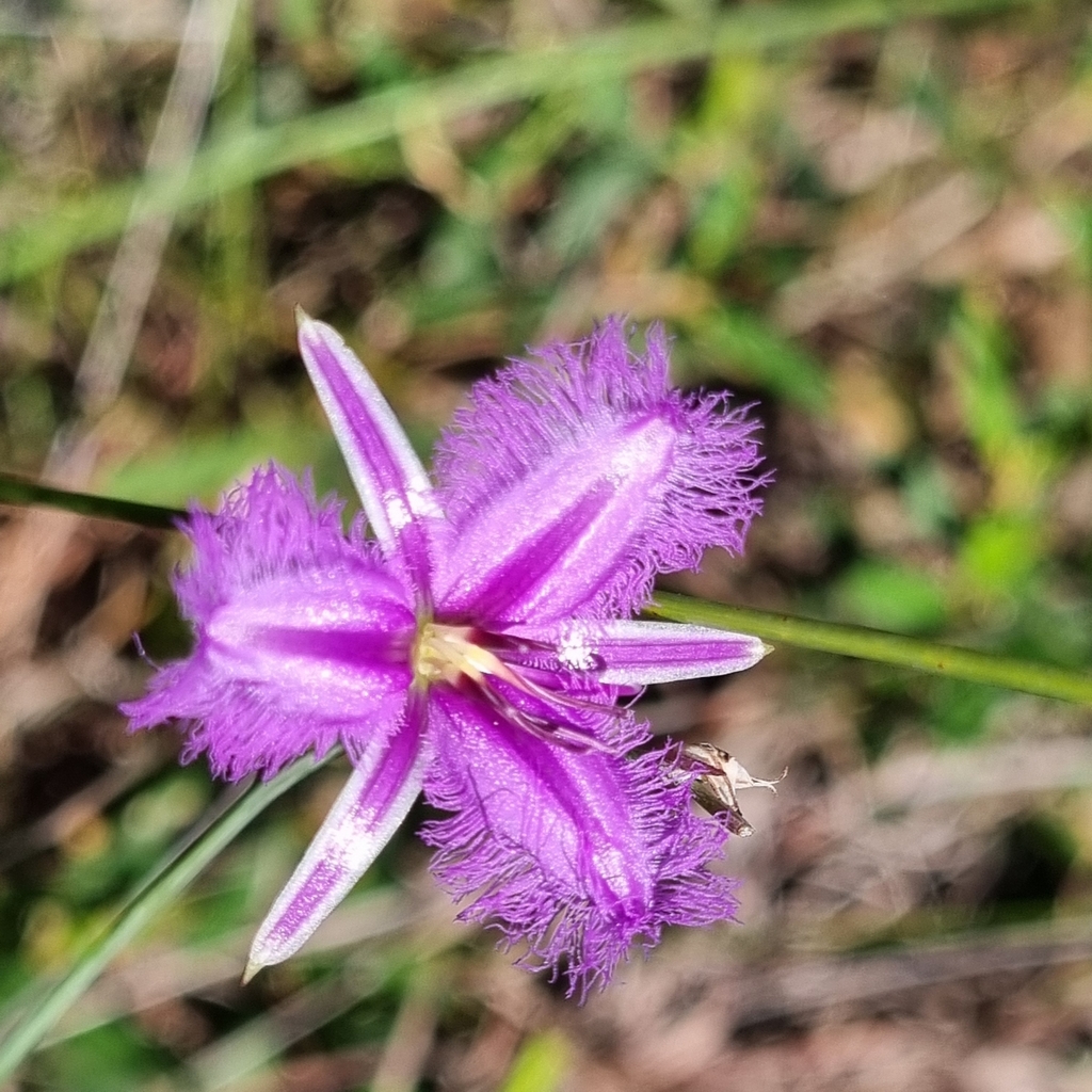 Common Fringe-lily from Coolum Beach QLD 4573, Australia on April 27 ...