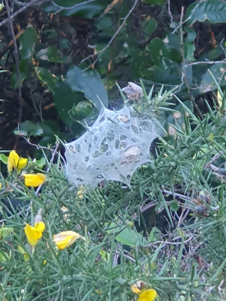 Nurseryweb spider from Island Bay, Wellington 6023, New Zealand on ...