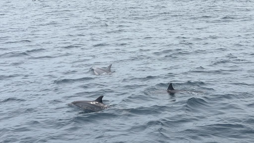 Spinner Dolphin from 北太平洋, TW on April 27, 2024 at 11:22 AM by Yan-Ling ...