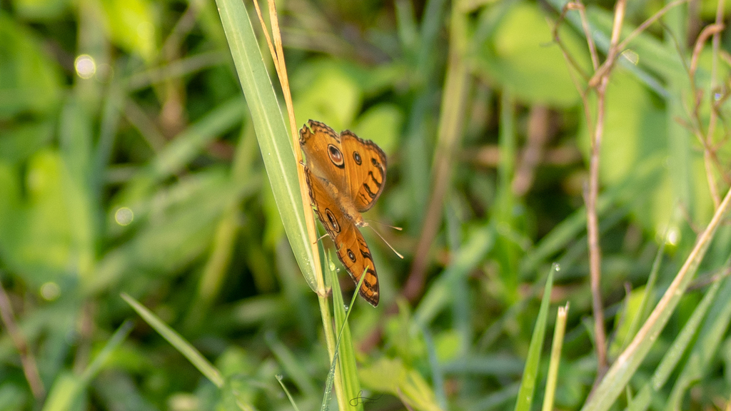 Peacock Pansy from Pavumba, Kerala, India on April 27, 2024 at 08:12 AM ...