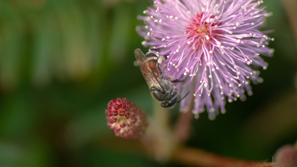 Red Dwarf Honey Bee from Pavumba, Kerala, India on April 27, 2024 at 07 ...