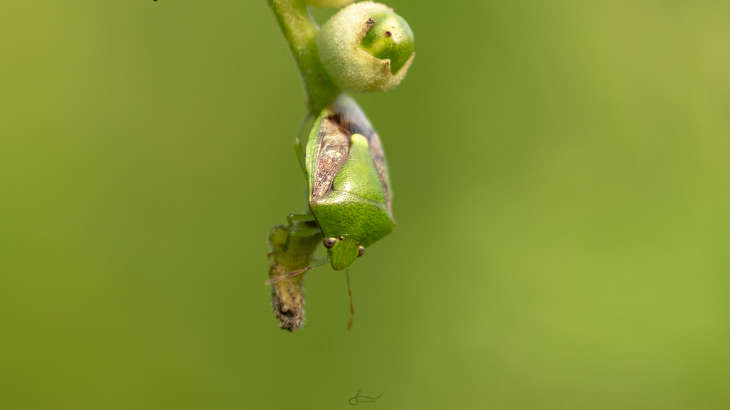 Plautia from Pavumba, Kerala, India on April 27, 2024 at 07:50 AM by ...