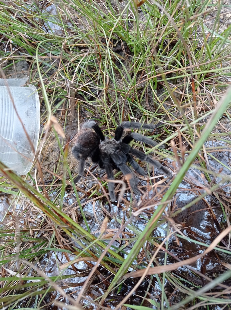 Mexican Black Velvet Tarantula in April 2024 by Daniel omar Garcia ...