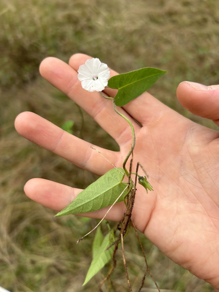 bell vine from Somerset-Wivenhoe Dams Nature Refuge, Lake Wivenhoe, QLD ...