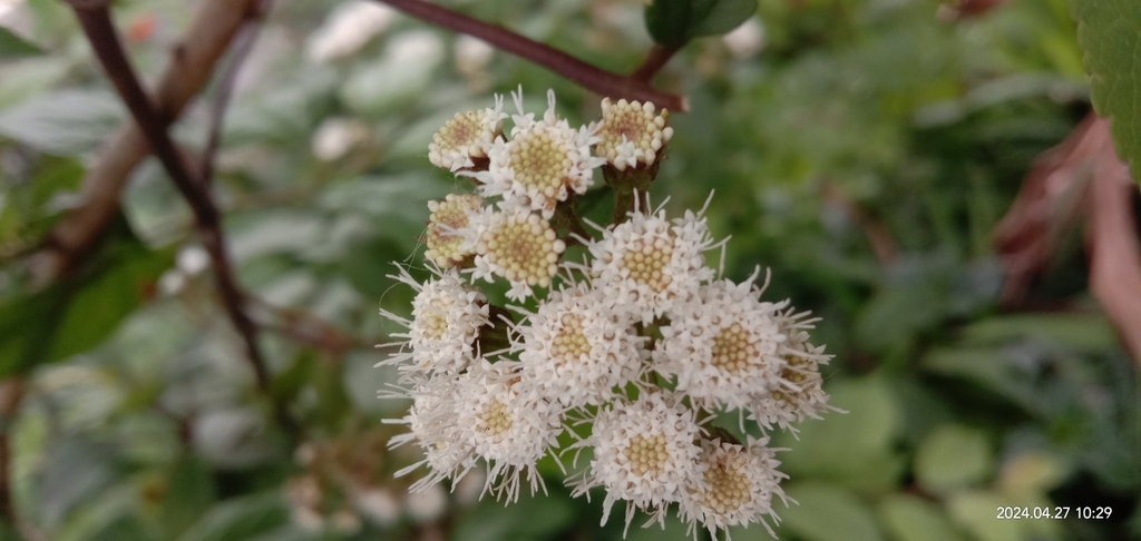 Crofton Weed from The Mall, 27X8+7HW, Chauk Bazaar, Darjeeling, West ...