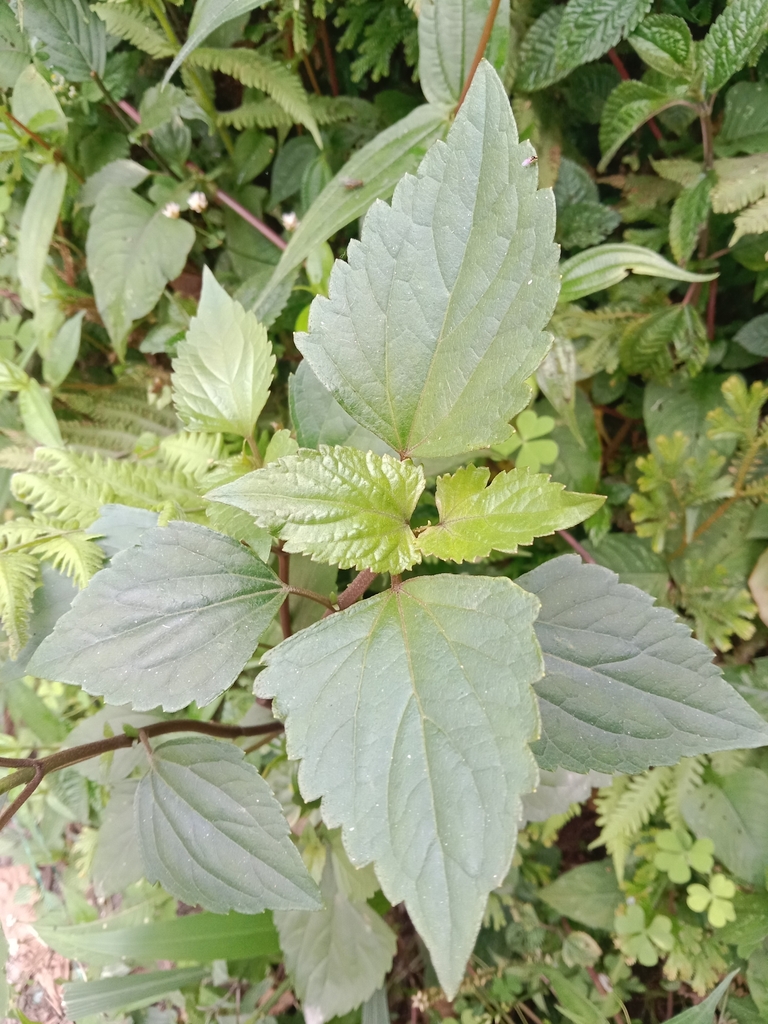 Crofton Weed from Sikkim 737101, India on April 27, 2024 at 09:32 AM by ...