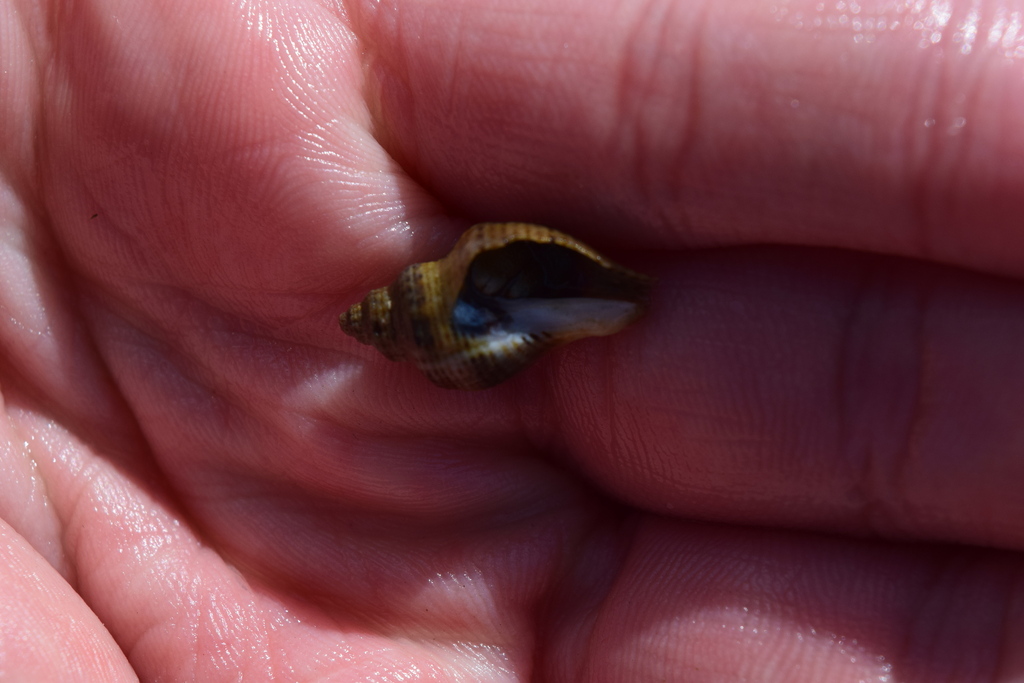 Angular Unicorn from Crystal Cove, Newport Beach, CA 92657, USA on ...