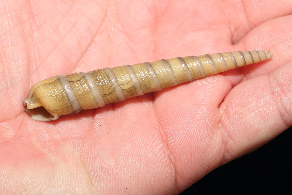 Terebra from Gold Coast QLD, Australia on April 13, 2024 at 04:40 PM by ...