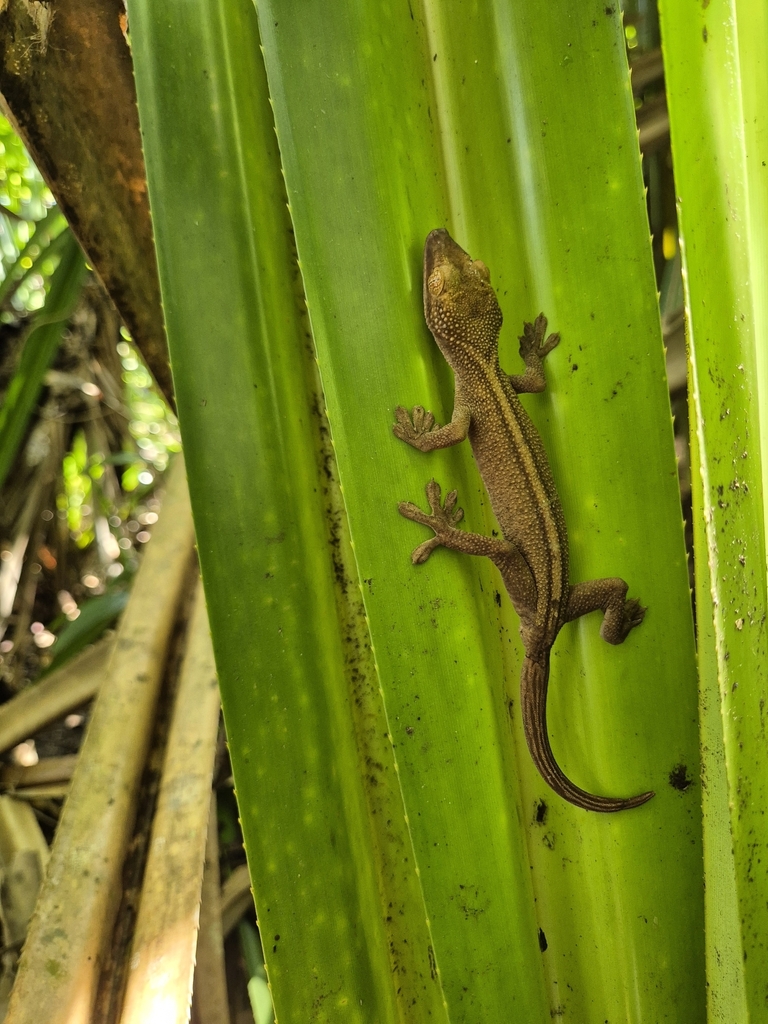 Lined Gecko in April 2024 by Jono Dashper · iNaturalist