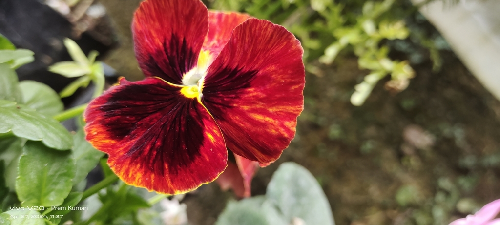 violets from 3763+FVV, Jawahar Parbat, Darjeeling, Pattabong Tea Garden ...