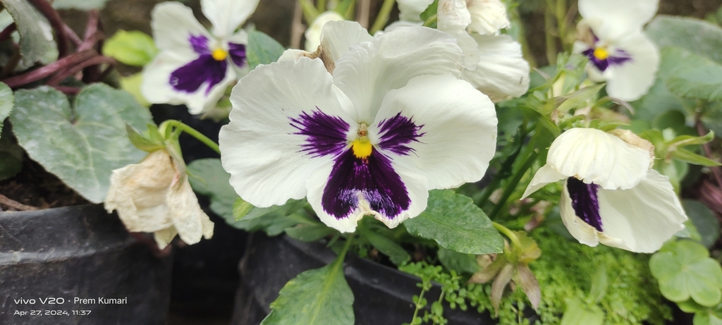 violets from 3763+FVV, Jawahar Parbat, Darjeeling, Pattabong Tea Garden ...