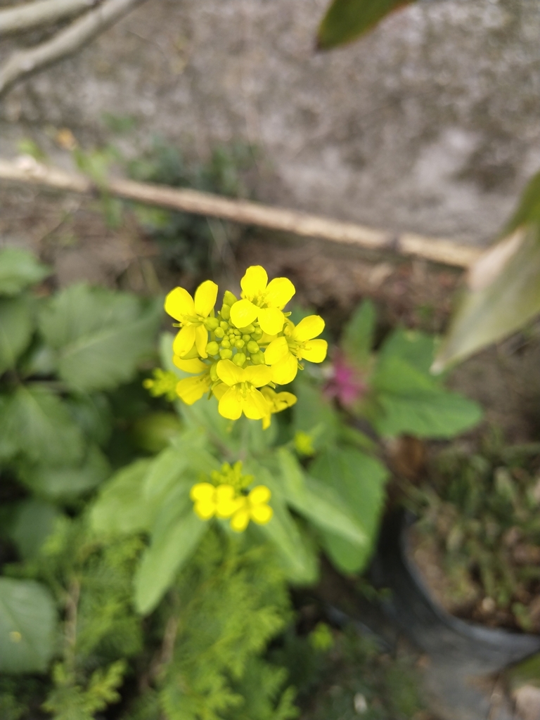 Brassiceae from 3763+FVV, Jawahar Parbat, Darjeeling, Pattabong Tea ...