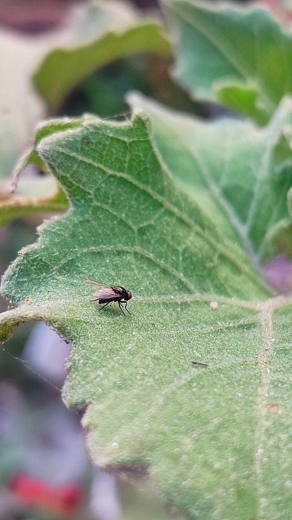 Flies from XQ3X+546, Bhikampur, Uttarakhand 262311, India on April 26 ...