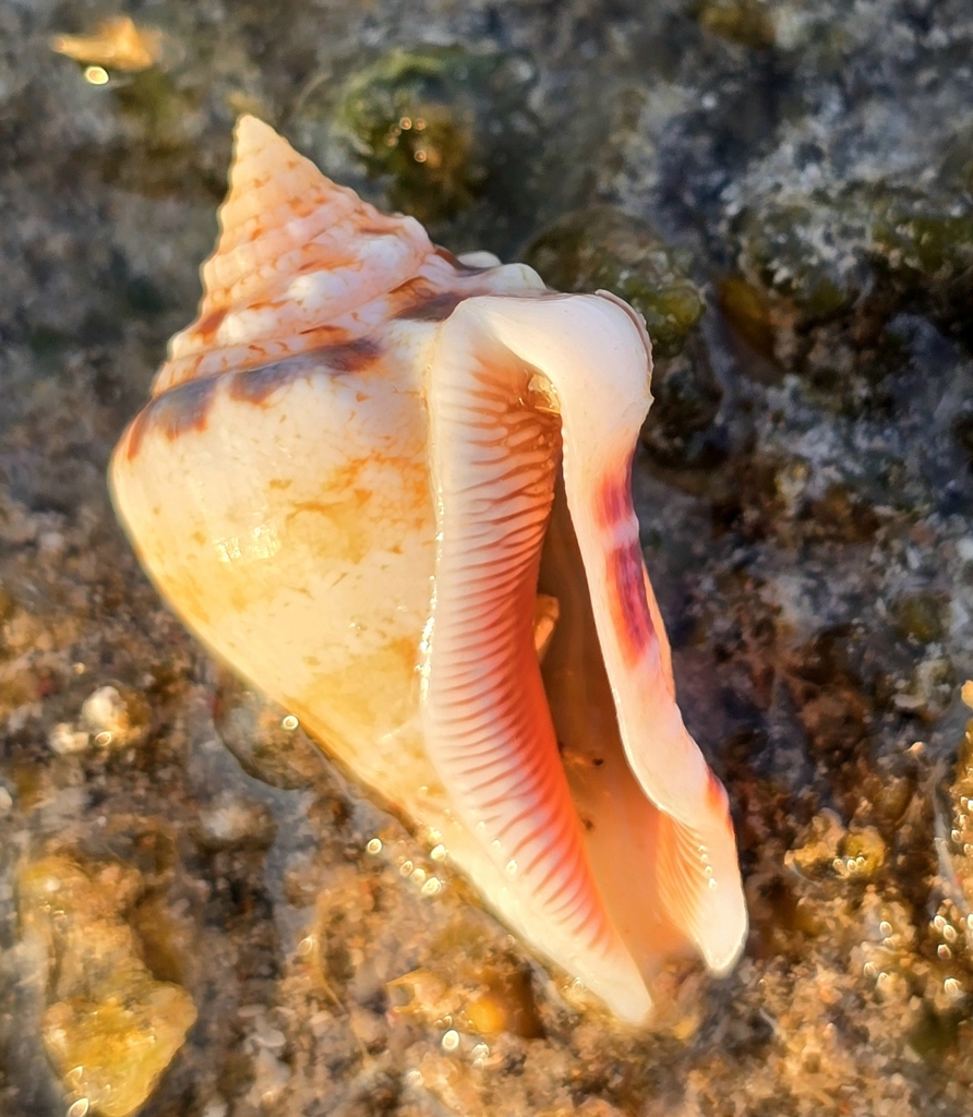 Variable Stromb from Exmouth, WA, Australia on April 26, 2024 at 05:18 ...