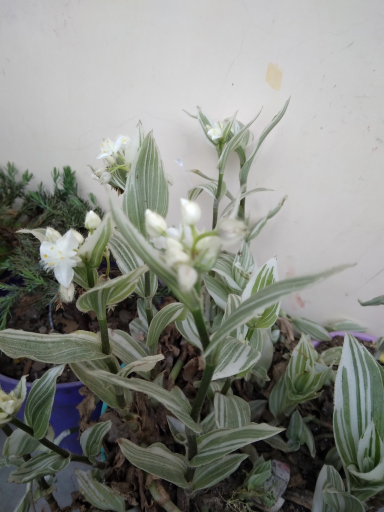 small-leaf spiderwort from 3763+FVV, Jawahar Parbat, Darjeeling ...