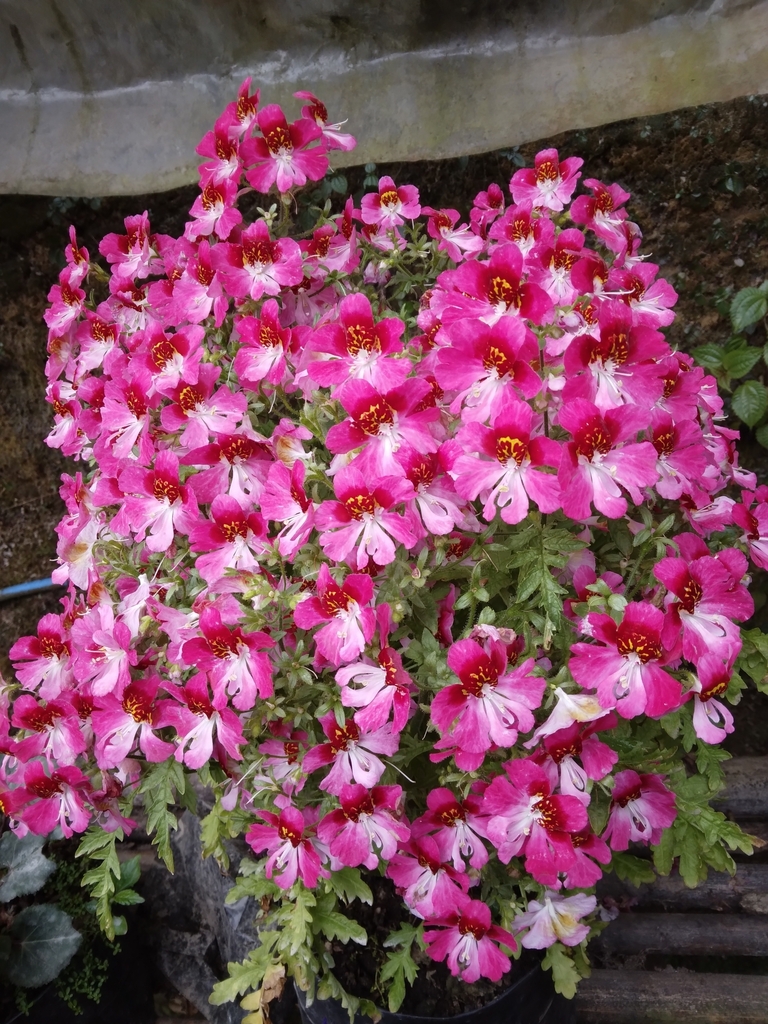 plants from 3763+FVV, Jawahar Parbat, Darjeeling, Pattabong Tea Garden ...