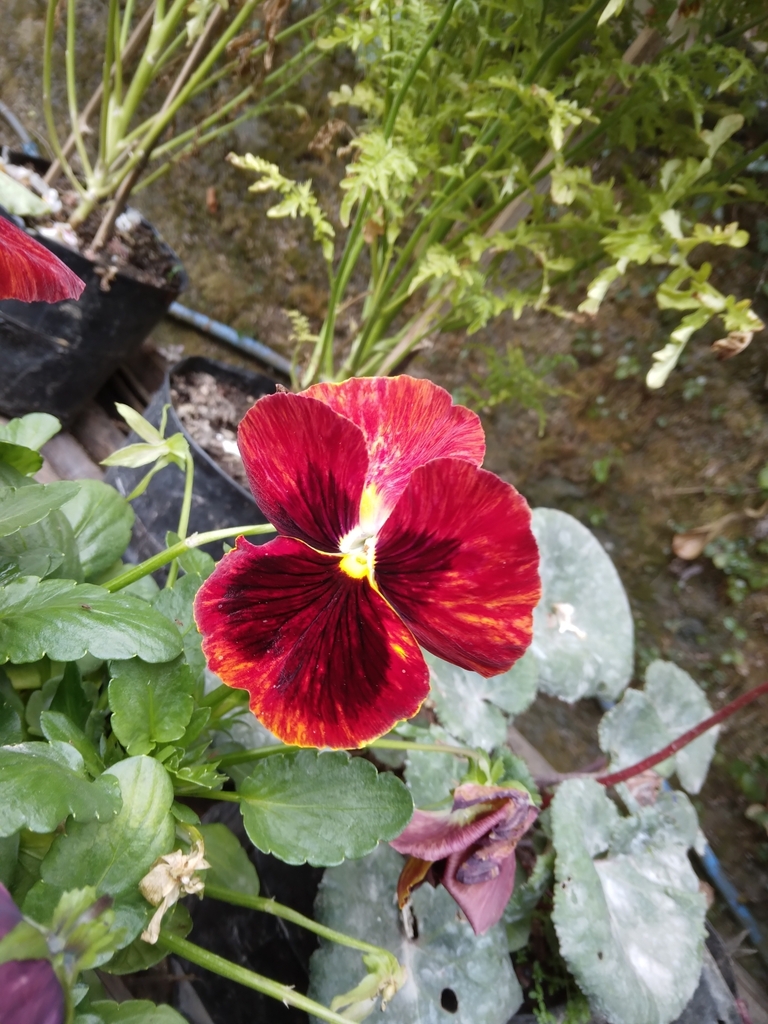 violets from 3763+FVV, Jawahar Parbat, Darjeeling, Pattabong Tea Garden ...