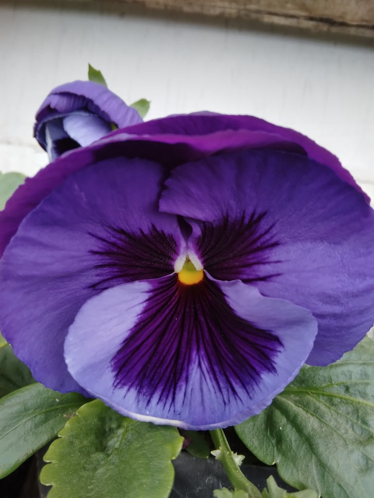 garden pansy from 3763+FVV, Jawahar Parbat, Darjeeling, Pattabong Tea ...