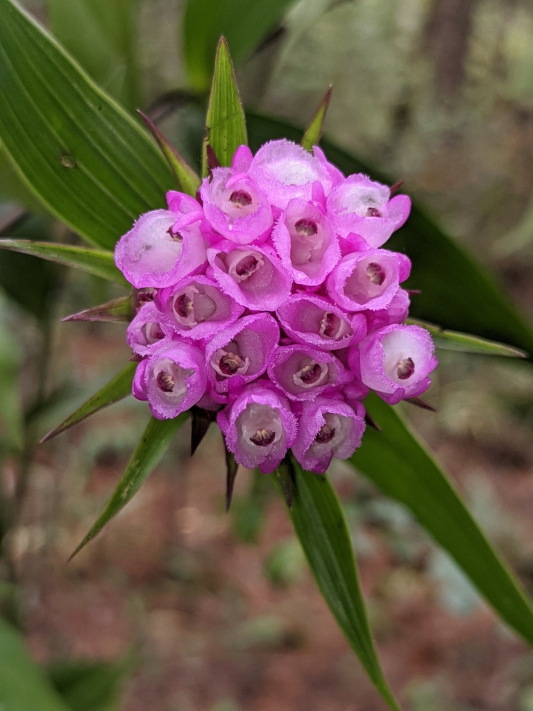 Elleanthus capitatus from Oaxaca, MX on April 9, 2024 at 11:54 PM by ...