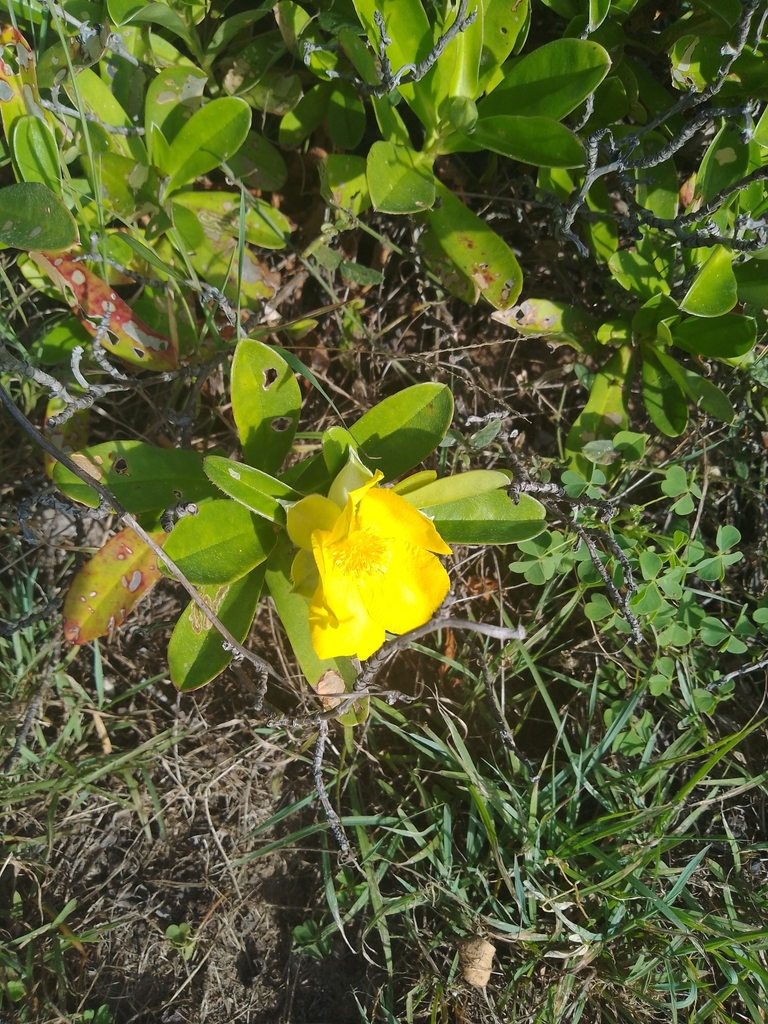 Climbing Guinea flower from Moore Park Beach QLD 4670, Australia on April 27, 2024 at 03:07 PM ...