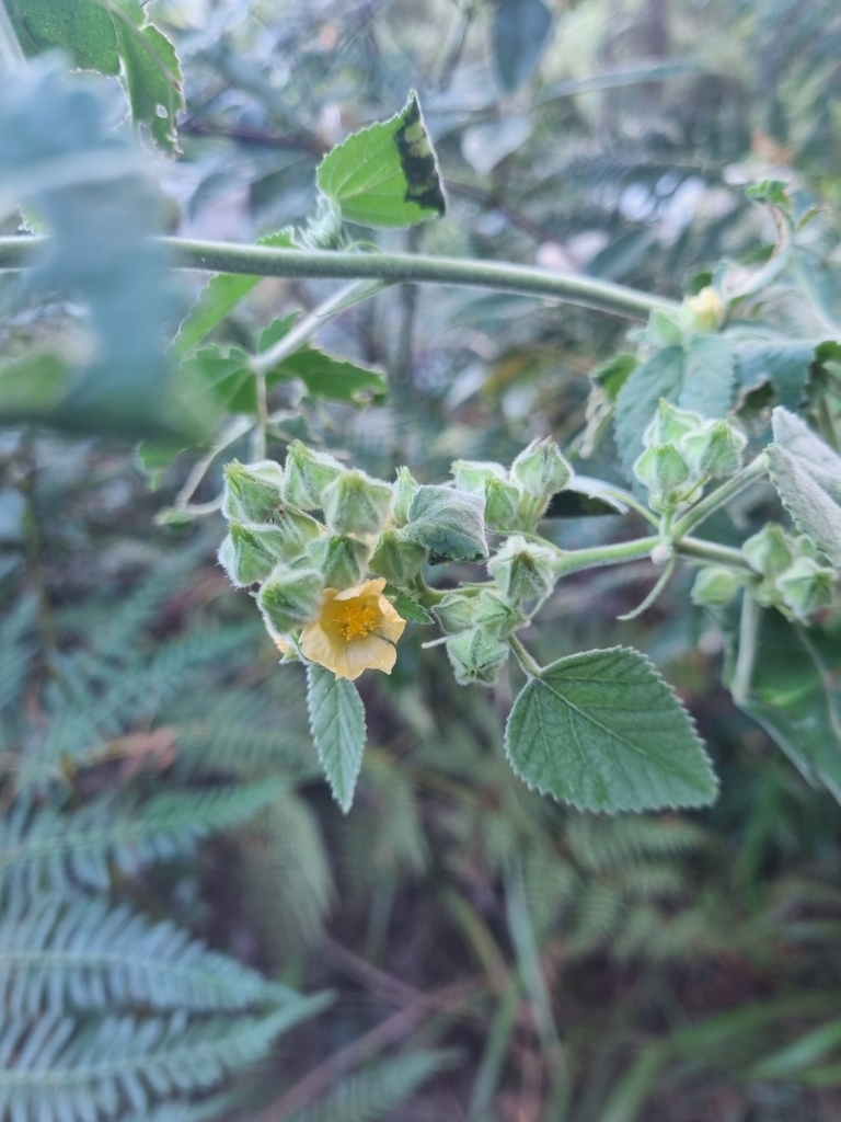 flannel weed from Diamond Valley QLD 4553, Australia on April 27, 2024 ...