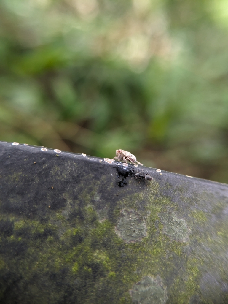 Issid Planthoppers from The Peak, Hong Kong on April 27, 2024 at 02:37 ...