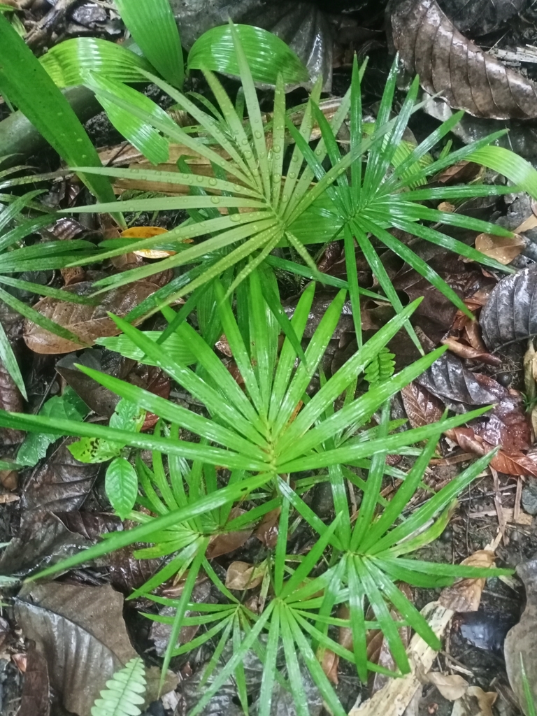 Little Lady Palm from Binuangan, Davao de Oro, Philippines on April 27 ...