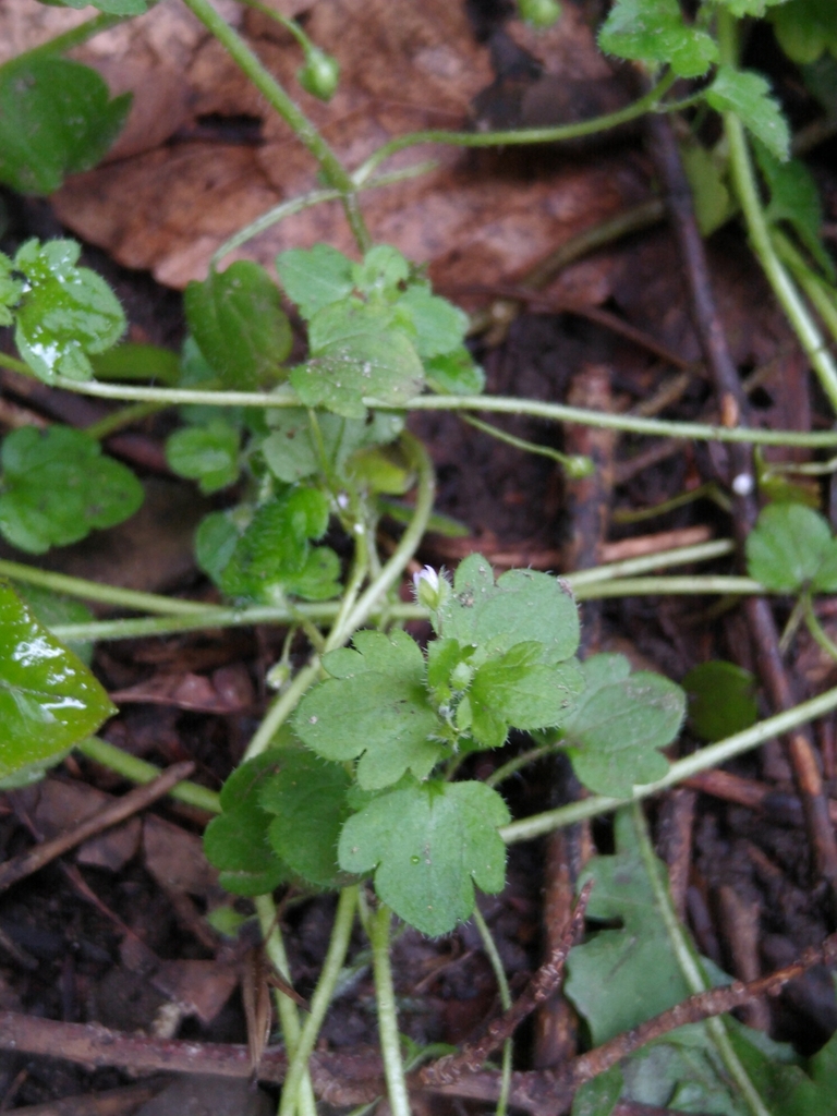 Ivy-leaved Speedwell from Dunnington, York YO19 5RR, UK on April 27 ...