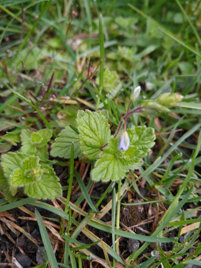speedwells from Dunnington, York, UK on April 27, 2024 at 10:05 AM by ...