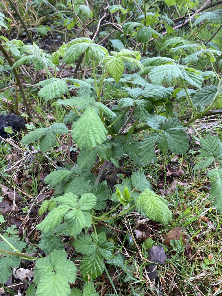 great stinging nettle from Bryn Derw Gardens, Swansea, Wales, GB on 27 ...