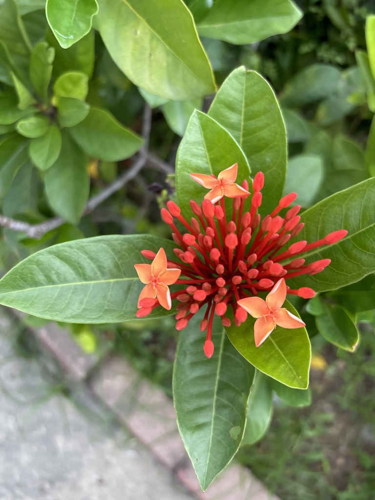 Jungle flame from Tuen Mun Tang Shiu Kin Sports Ground, Tuen Mun, New ...