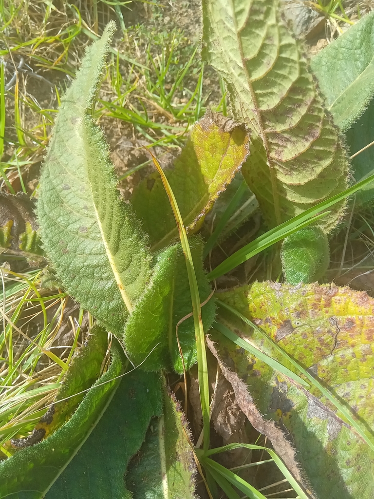 Bristle African Thistle from Alfred Nzo, ZA-EC, ZA on April 26, 2024 at ...