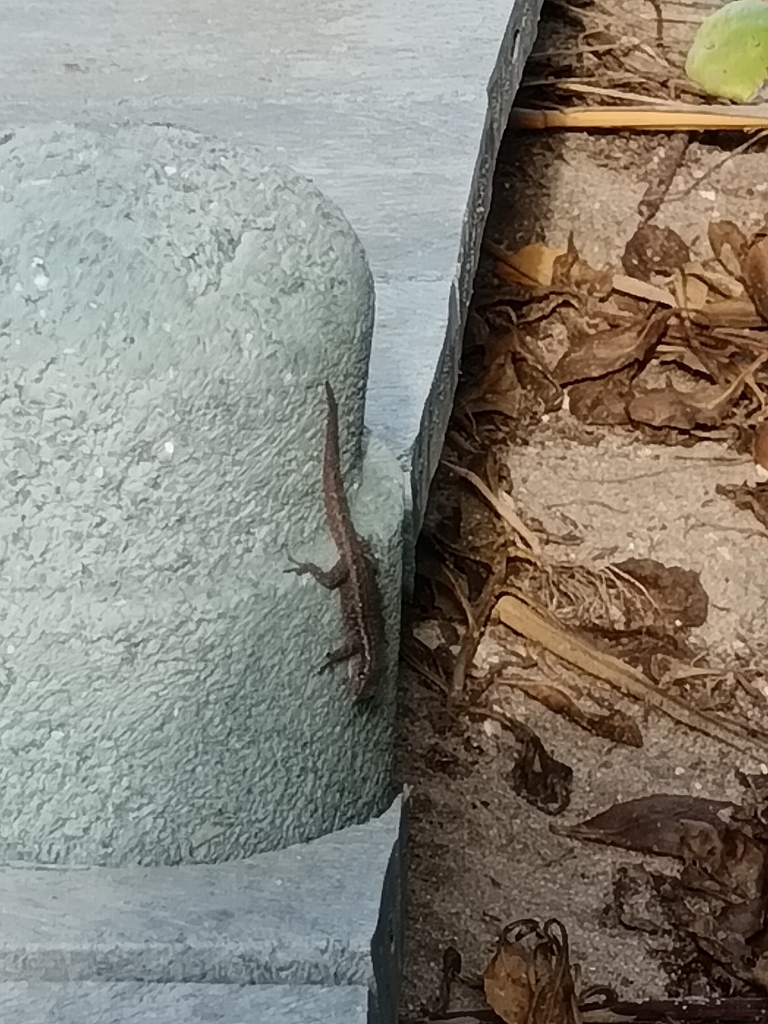 Common Dwarf Gecko from Milnerton, Cape Town, 7446, South Africa on ...