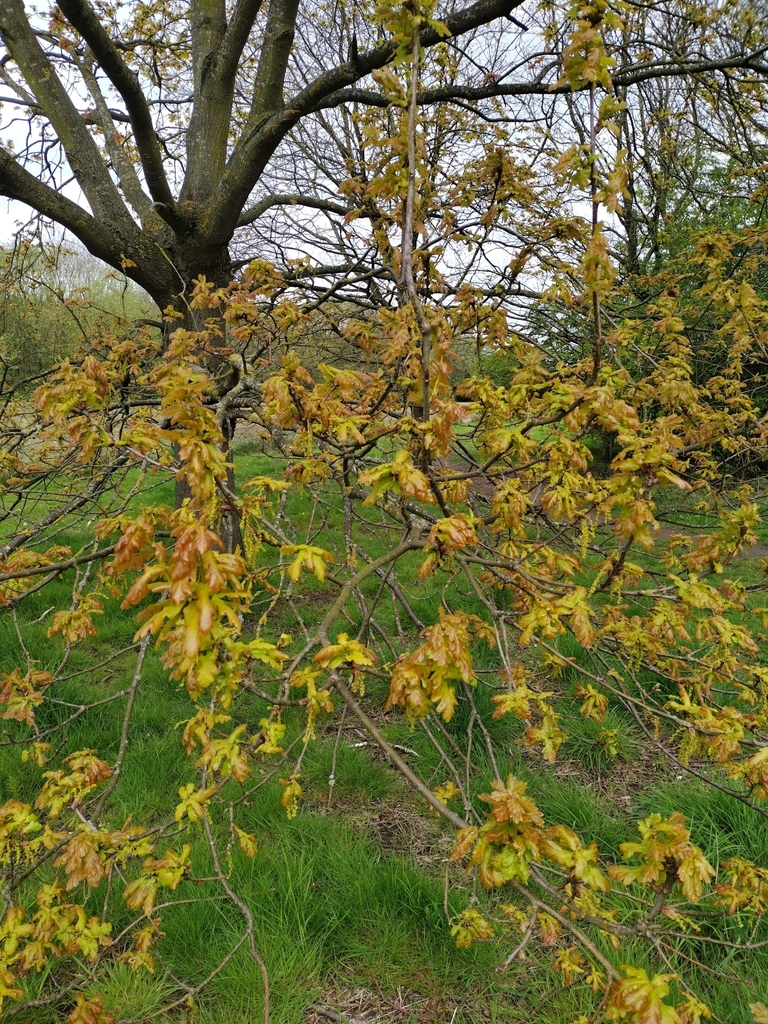 English oak from Howard Drive, Rawcliffe, York YO30 5RB, UK on April 27 ...