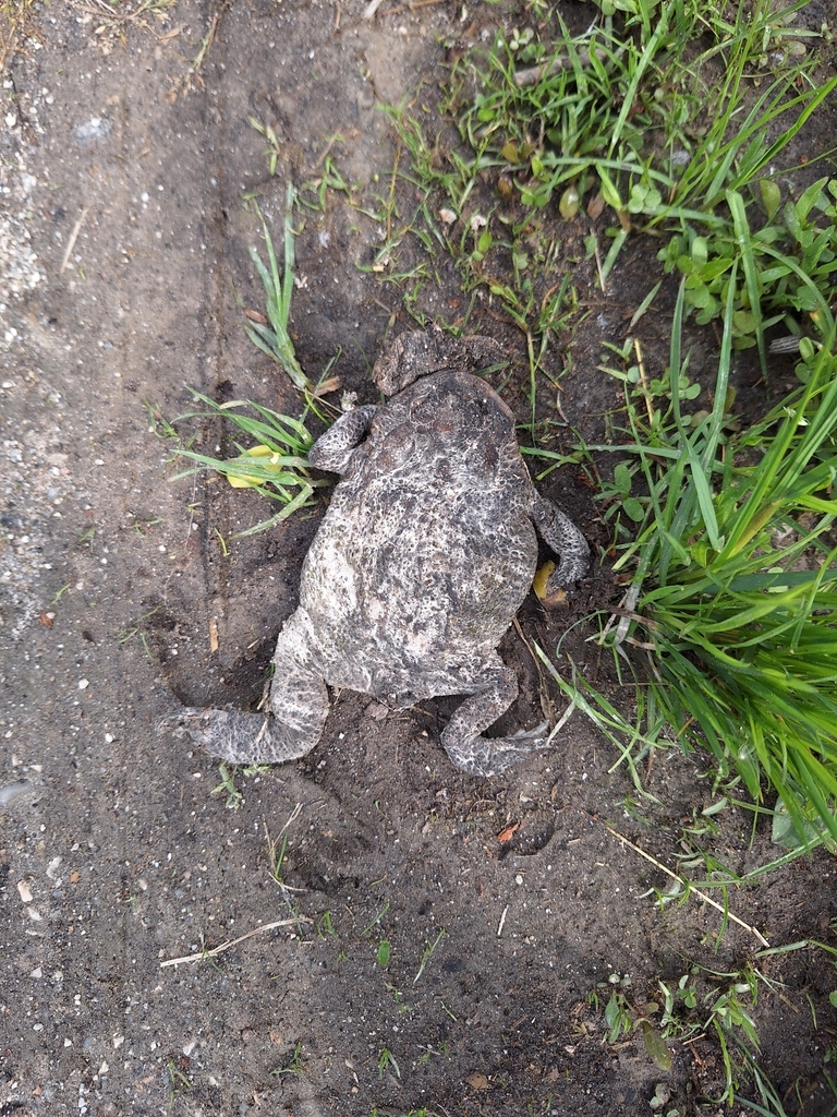 European Toad from 247117 Pietreni, România on April 27, 2024 at 10:39 ...