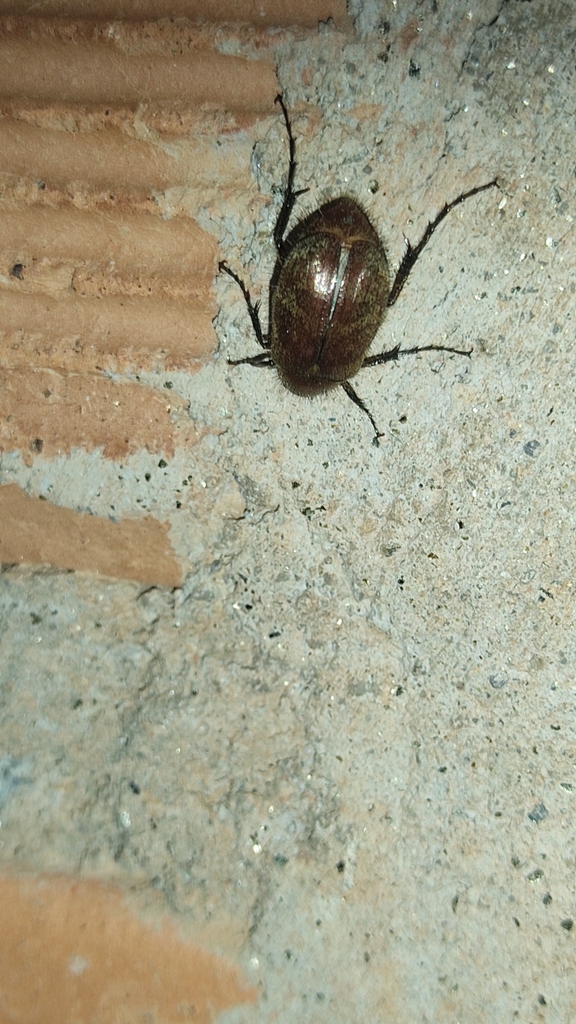 Isonychus crinitus from Palmitas, Medellín, Antioquia, Colombia on April 26, 2024 at 09:38 PM by ...