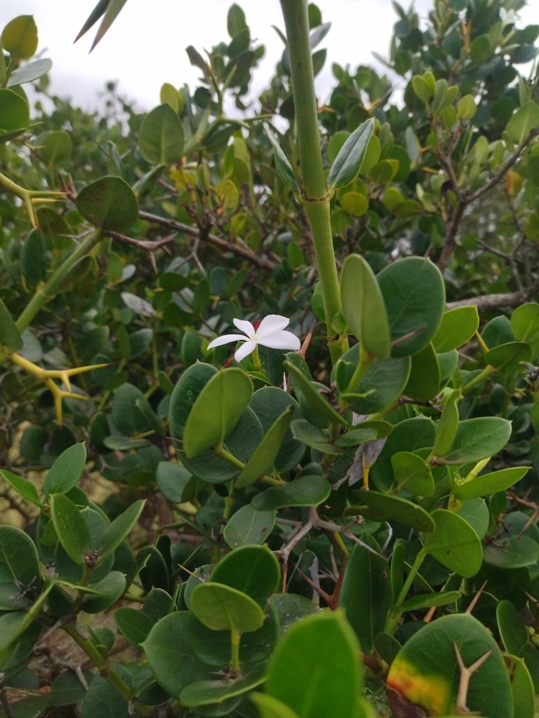 Natal Plum from R61 National Road, Mzamba 4800, South Africa on April ...