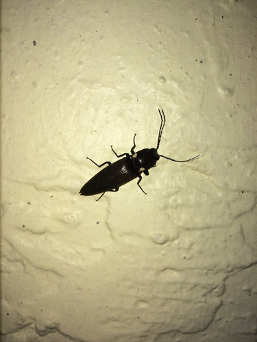 Pyrophorus noctilucus · NaturaLista