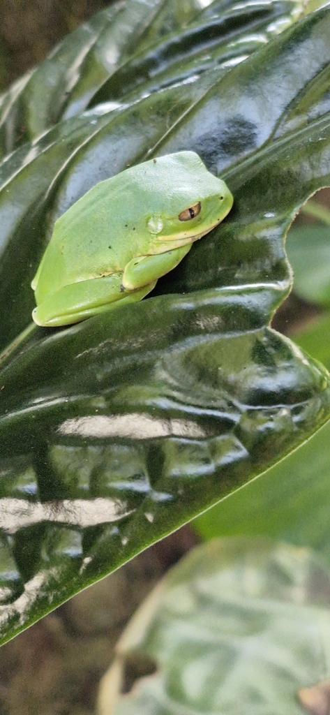 Natal Forest Tree Frog from Meer En See, Richards Bay, 3901, South ...