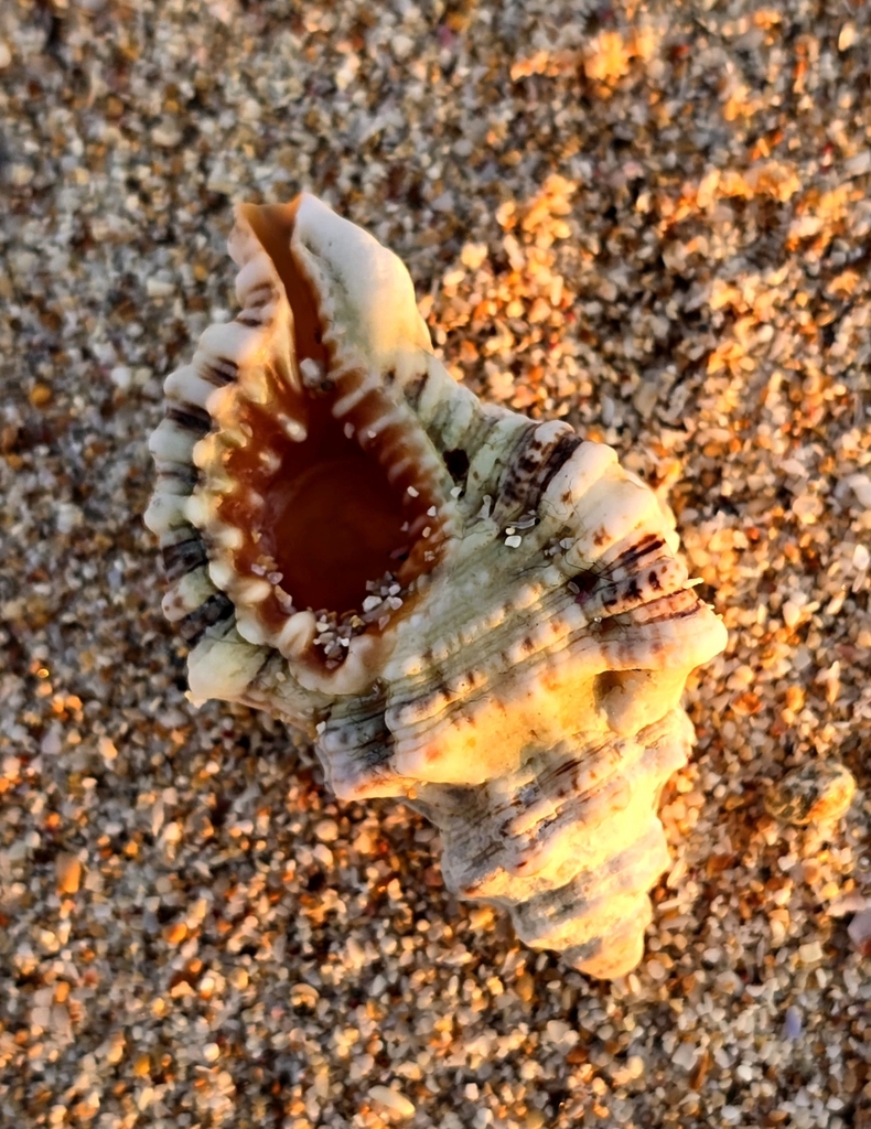 Gold-Mouthed Triton Snail from North West Cape WA 6707, Australia on ...